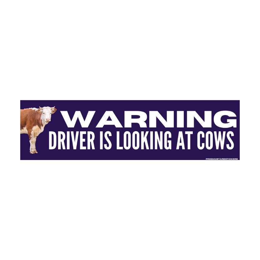 WARNING driving is looking at cows Bumper Sticker or Magnet